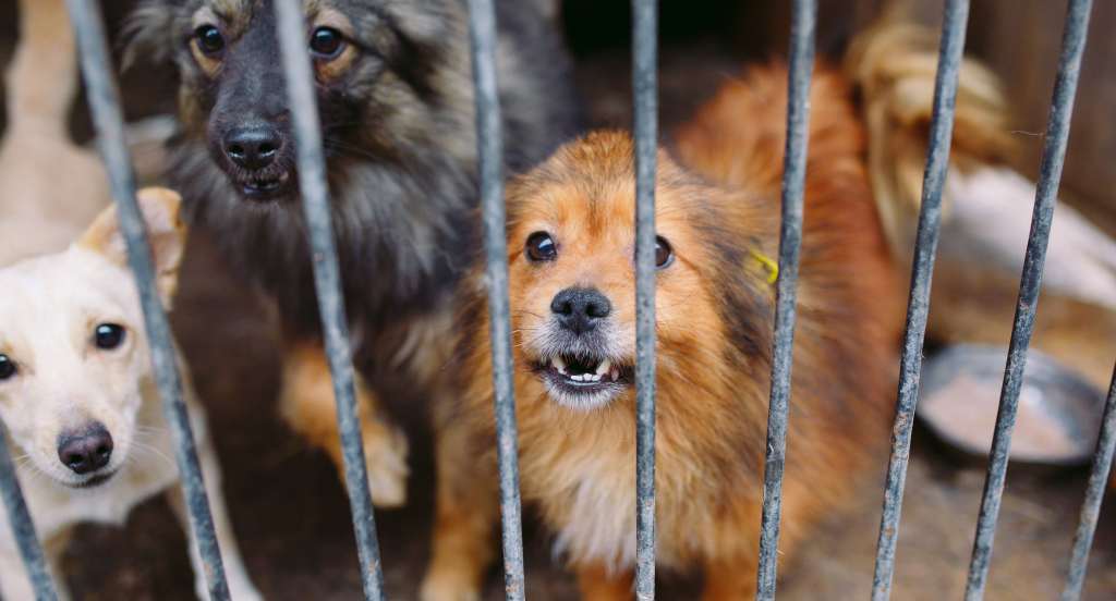 Maltrato animal en México, guía para denunciar